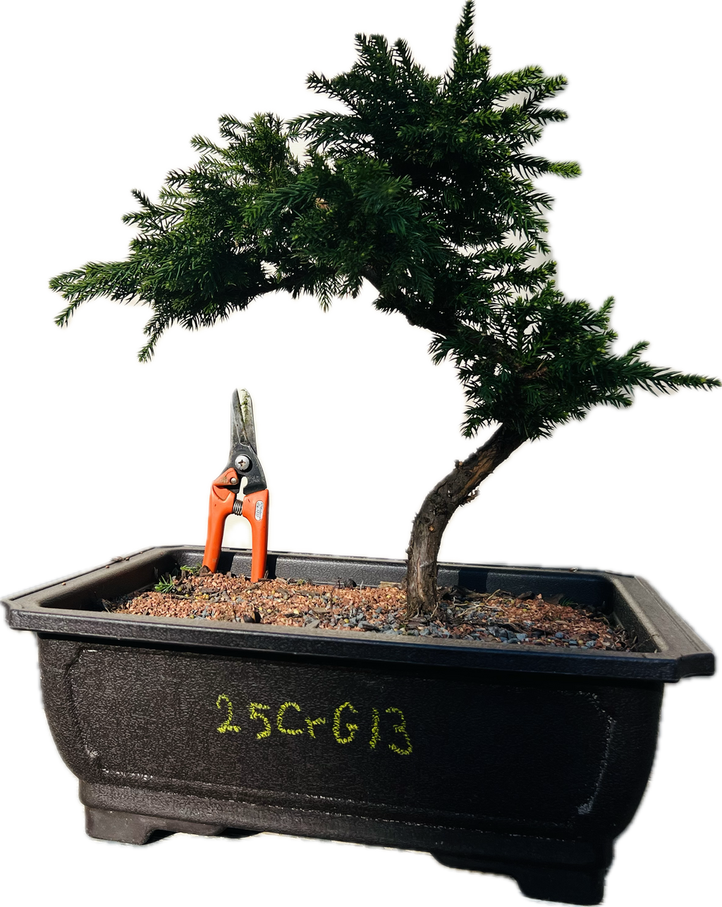 Dwarf Japanese Cedar ‘Gyokuryu’ 25CrG13 – Bella Bonsai Nursery