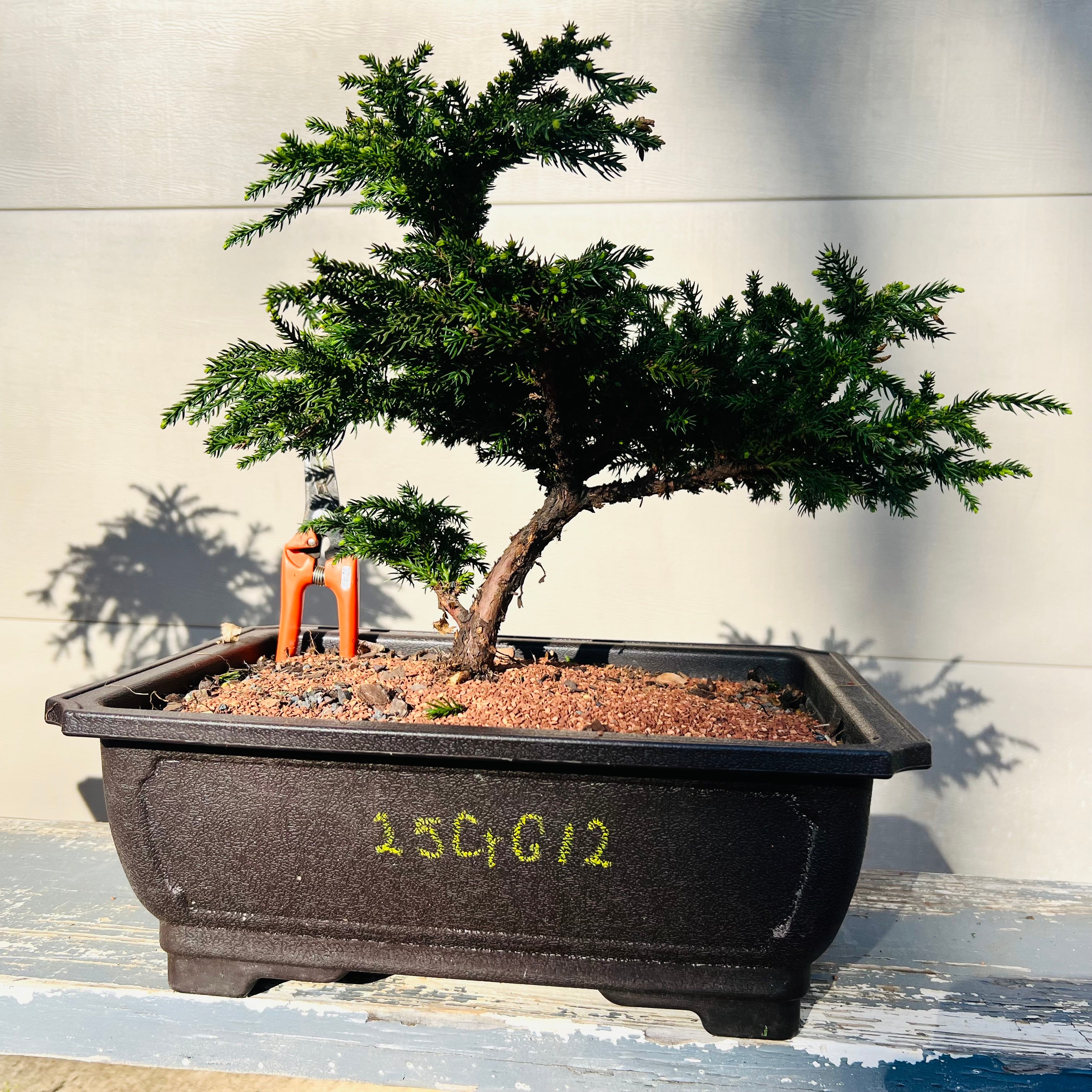 Cryptomeria japonica ‘Gyokuryu’ 25CrG12 - Bella Bonsai Nursery