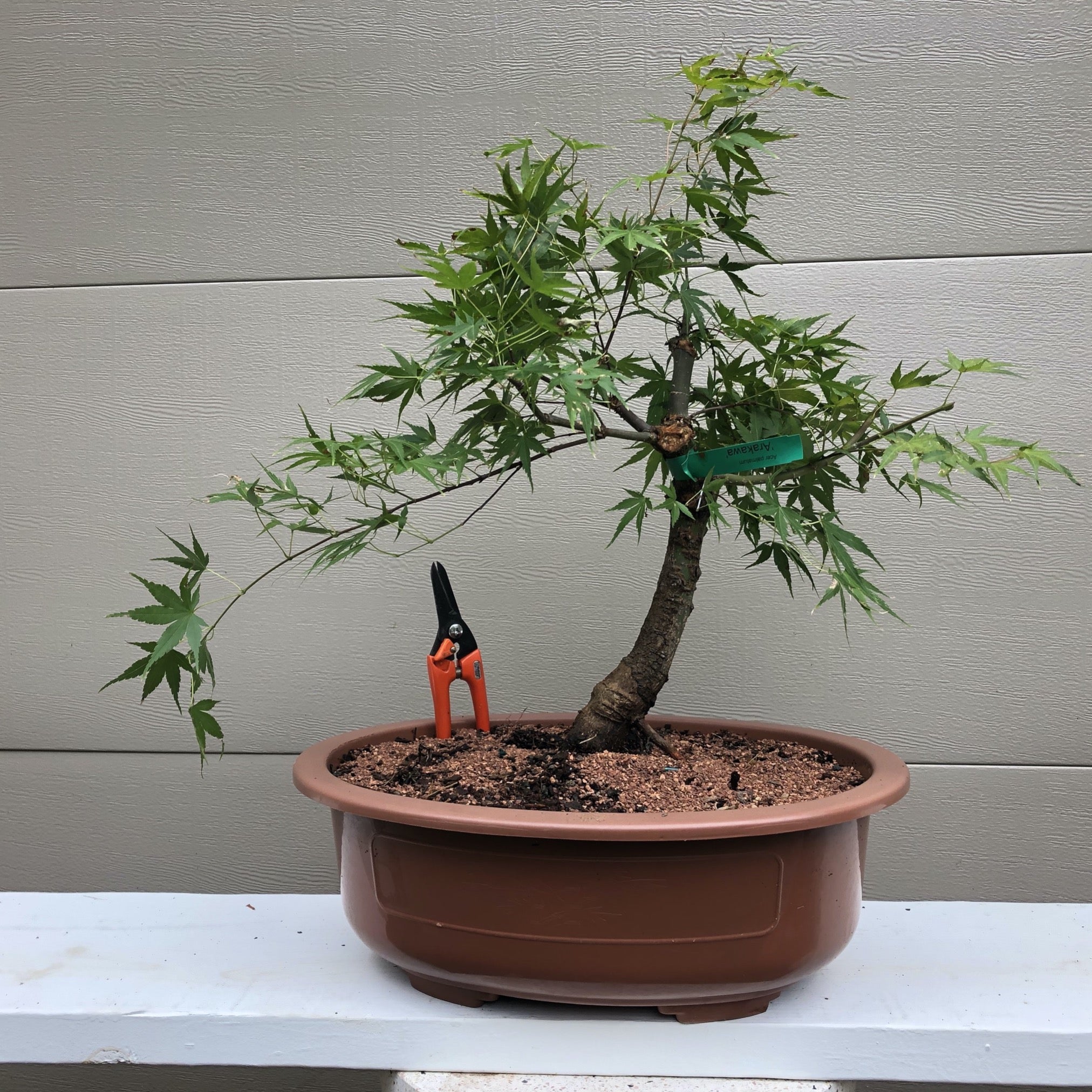 Arakawa Japanese Maple Bonsai Tree – Bella Bonsai Nursery