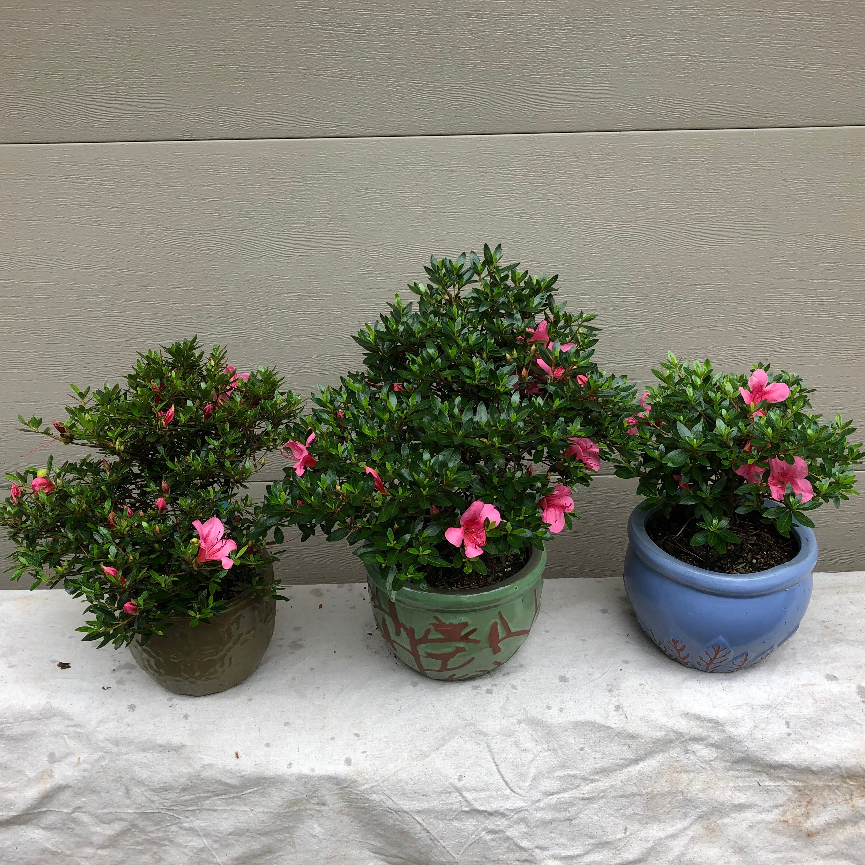 Satsuki Chinzan Azalea Bonsai – Bella Bonsai Nursery