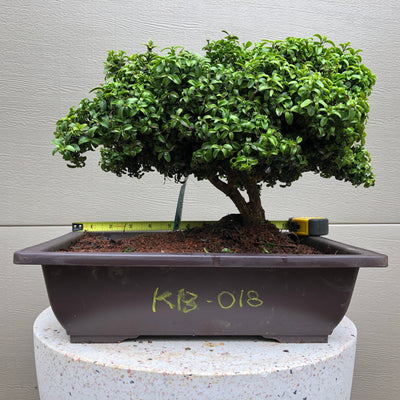 Broadleaf Evergreen - Bella Bonsai Nursery