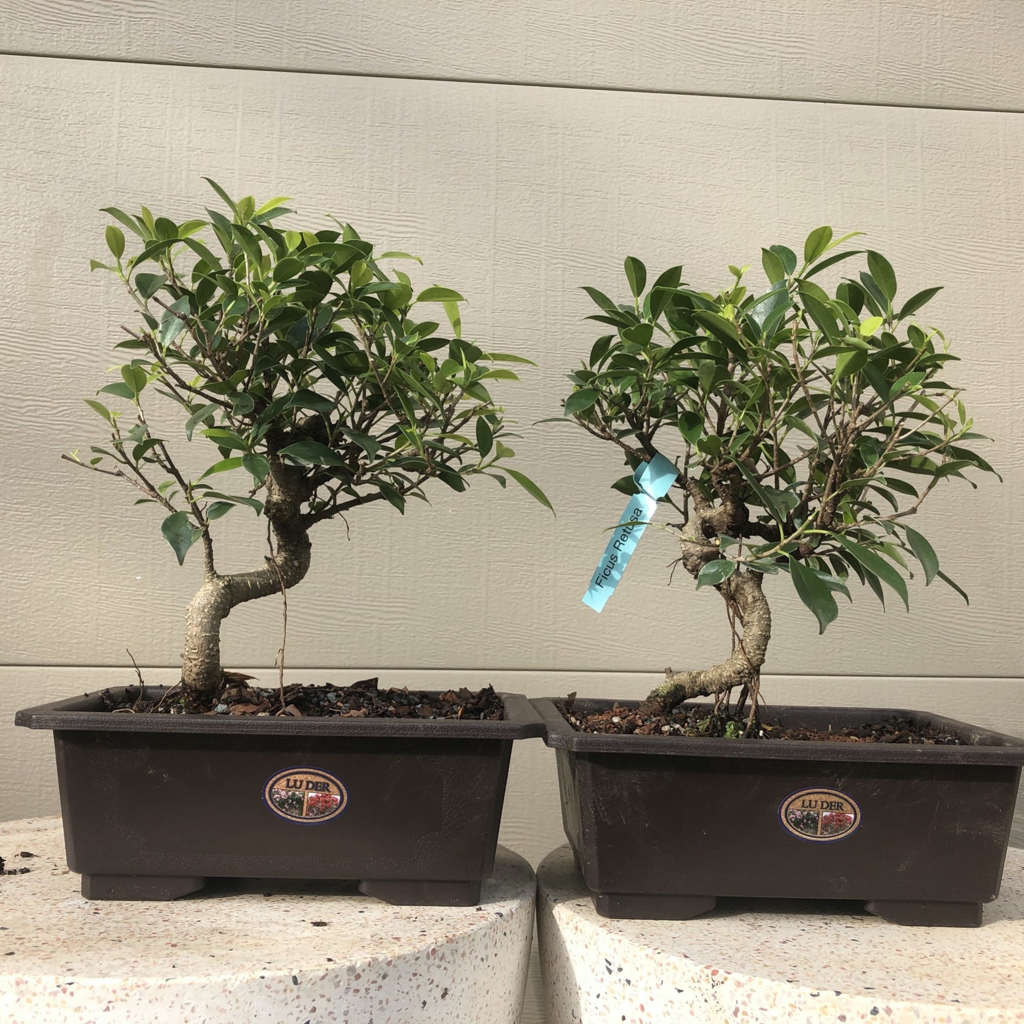 Tigerbark Ficus Bonsai Tree – Bella Bonsai Nursery