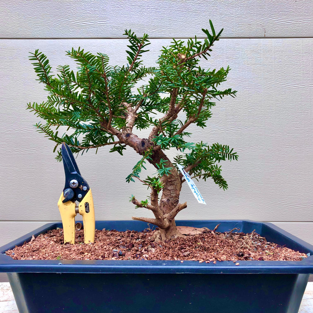 AngloJap Yew - Taxus x. media 'Everlow' – Bella Bonsai Nursery