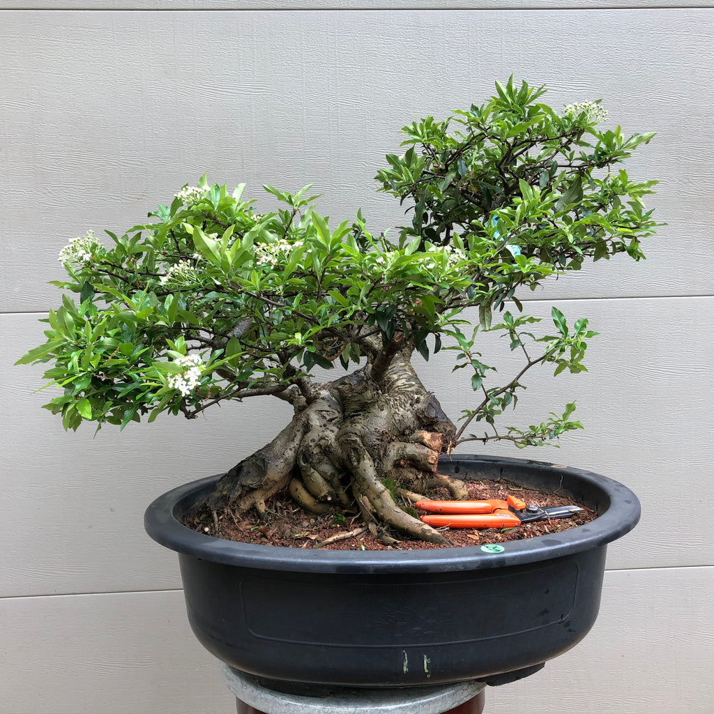 Scarlet Firethorn Bonsai Tree – Bella Bonsai Nursery